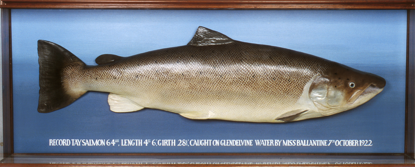 Miss Ballantine’s Salmon - Perth Museum